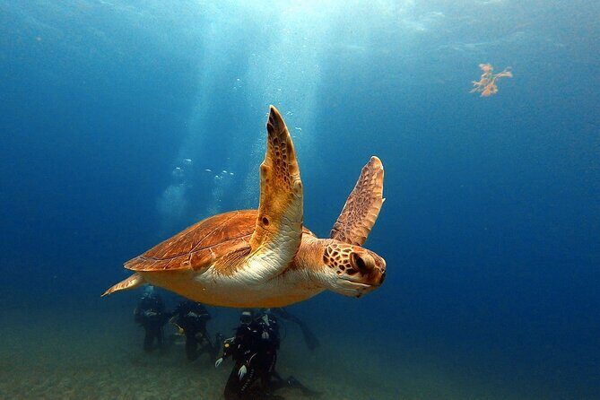 Discover beginner diving in Tenerife - Why This Tour Works for Many Travelers