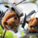 Discover Fijian Culture and Reptiles - Analyzing the Value