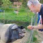 Discover Montepulciano: Cinta Senese Pigs, Lunch & wine in a Farm - What Guests Say: Authentic Feedback