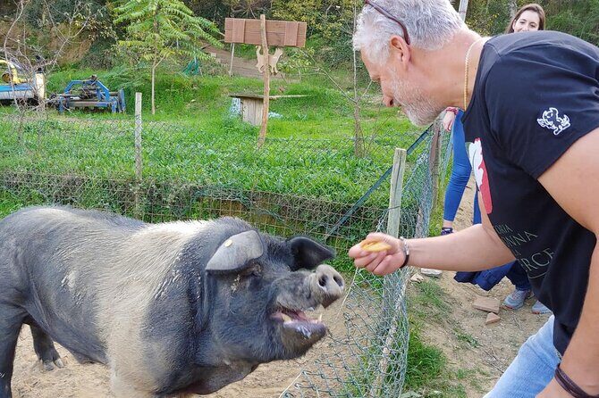 Discover Montepulciano: Cinta Senese Pigs, Lunch & wine in a Farm - What Guests Say: Authentic Feedback