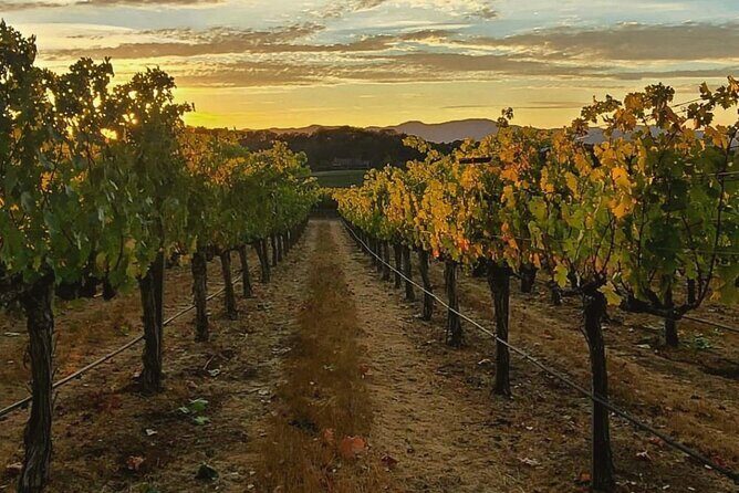 Discover Napa Valleys Hidden Gems with Local Sommelière - The Value of an Intimate, Educated Experience