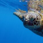 DISCOVER Scuba Diving Experience in Honolulu - The Experiences Value