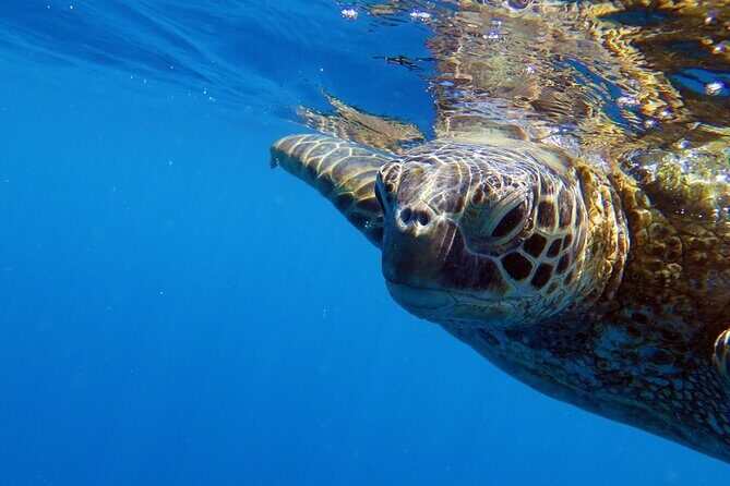 DISCOVER Scuba Diving Experience in Honolulu - The Experiences Value