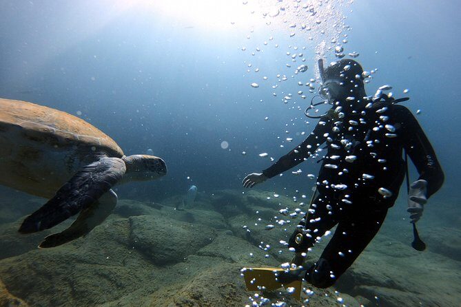 Discover Scuba Diving Experience in Turtle Habitat - Who Should Consider This Experience?