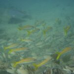 Discover Snorkeling Tour in Panama City - Is It Worth It? A Look at Value and Experience