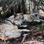 Discover the beauty of the wild & Roam in the spirit of the wolf - Why This Tour Offers Great Value