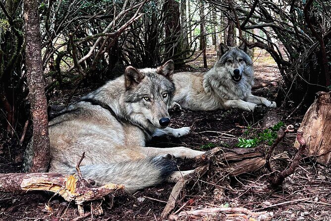 Discover the beauty of the wild & Roam in the spirit of the wolf - Why This Tour Offers Great Value