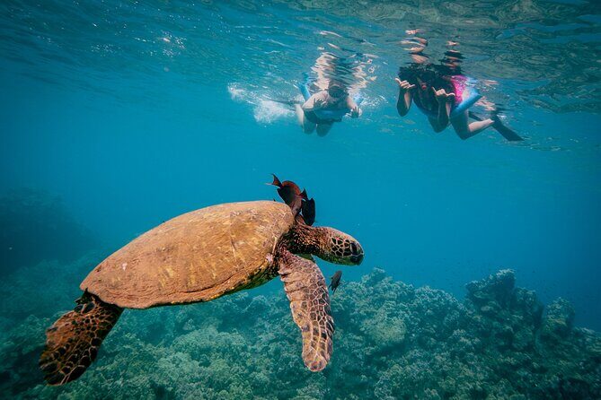 Discover the Magic of Coral Gardens Turtle Town - Maalaea Harbor - Final Thoughts on Value and Experience