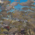 Dive Baptism 1 Dive In Tenerife 3,5h - The Unique Appeal of This Experience