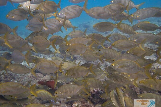 Dive Baptism 1 Dive In Tenerife 3,5h - The Unique Appeal of This Experience