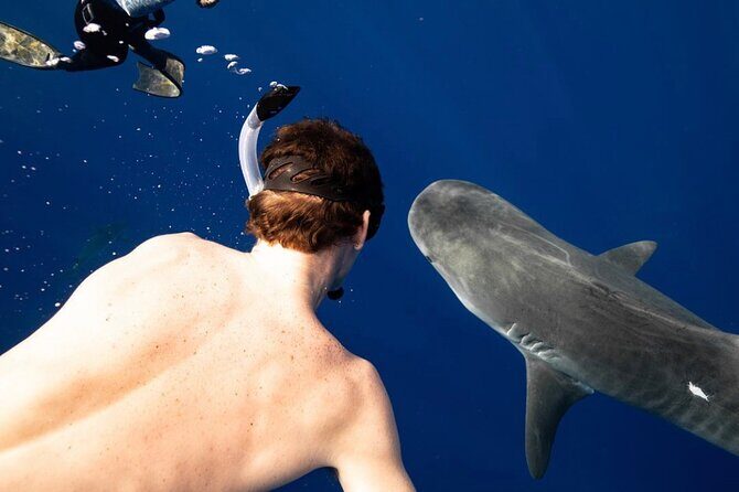 Dive with sharks in Oahu Hawaii: Educational Tour (No cage) - What to Expect From the Experience