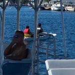 Dock Side Adventure Kayak, Paddle Boarding, Sunfish sailboats - A Detailed Look at the Dock Side Adventure Experience