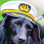 Dog Day of Summer Harbor Cruise in Boston - Key Points