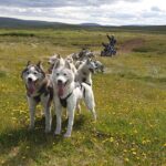 Dog Sledding and Mushing Experience by Siberian Husky in Iceland - Key Points
