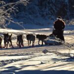 Dog Sledding and Mushing Experience in North Pole - Practical Details & Tips