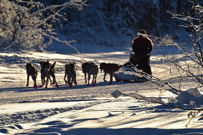 Dog Sledding and Mushing Experience in North Pole - Practical Details & Tips