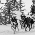 Dog Sledding - Subarctic Wilderness Tour - Final Summary