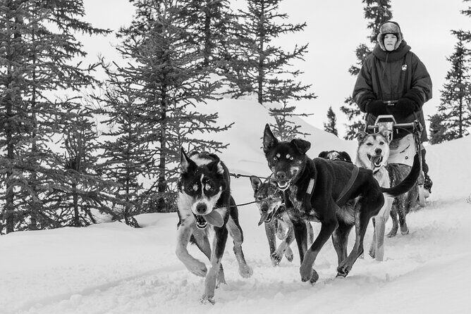 Dog Sledding - Subarctic Wilderness Tour - Final Summary