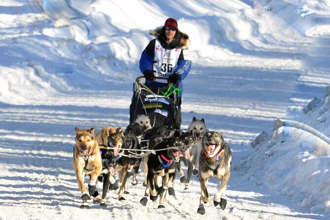 Dog Sledding with Alaskan Huskies - Who Will Love This Tour?