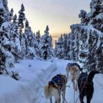 Dogsled Rides - The Value of a Guided Dogsled Ride