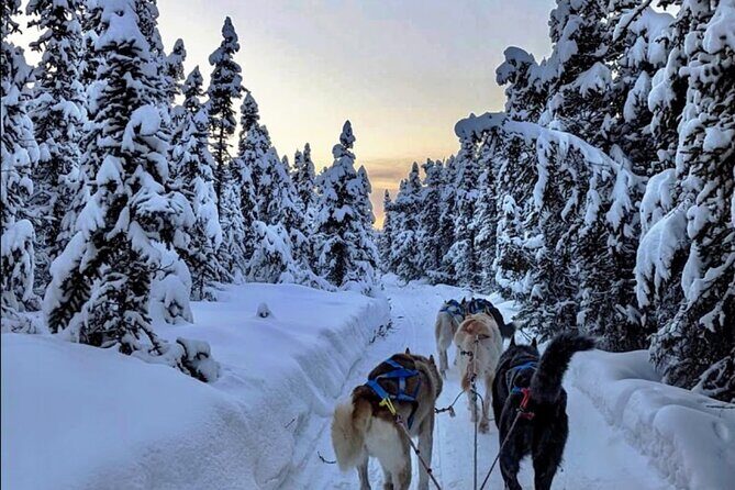 Dogsled Rides - The Value of a Guided Dogsled Ride