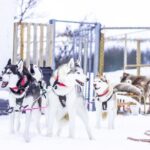Dogsledding, near Akureyri - Final Thoughts