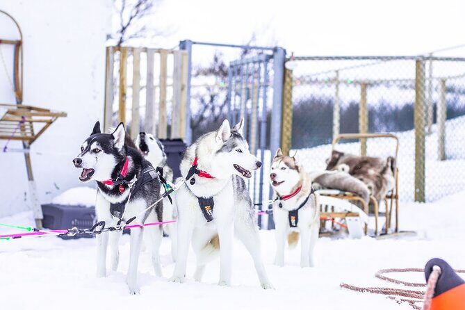 Dogsledding, near Akureyri - Final Thoughts