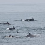 Dolphin and Bird Watching Ecotour Cruise - What to Expect During the Cruise