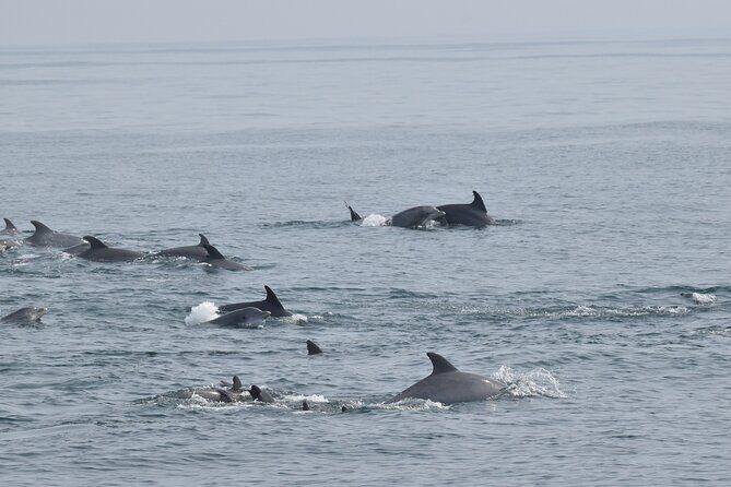 Dolphin and Bird Watching Ecotour Cruise - What to Expect During the Cruise