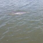 Dolphin and Manatee Adventure Tour of Merritt Island - Why the Reviews Keep Coming Back