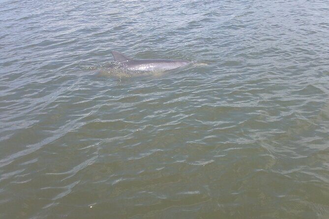 Dolphin and Manatee Adventure Tour of Merritt Island - Why the Reviews Keep Coming Back