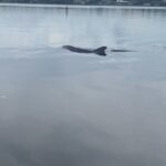 Dolphin and Manatee Tour of Marco Island by Kayak or SUP - The Practicalities: What You Need to Know