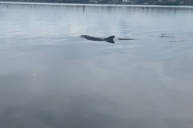 Dolphin and Manatee Tour of Marco Island by Kayak or SUP - The Practicalities: What You Need to Know