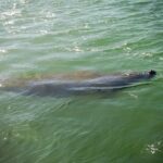 Dolphin and Shelling Cruise for up to 12 people - Wildlife Encounters