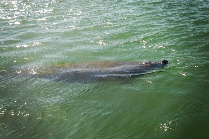 Dolphin and Shelling Cruise for up to 12 people - Wildlife Encounters