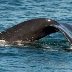Dolphin and Whale Watching Sunset Cruise - The Itinerary Breakdown