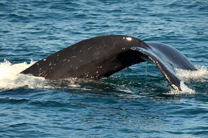 Dolphin and Whale Watching Sunset Cruise - The Itinerary Breakdown