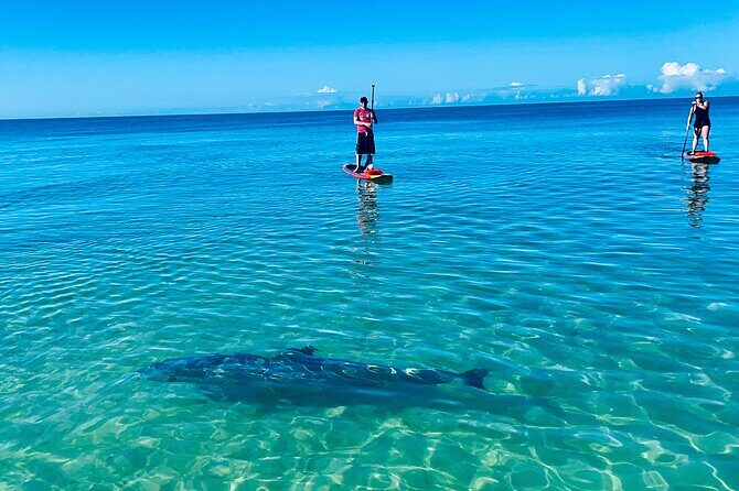 Dolphin, Manatee and Sea Turtle Adventure Tour of Bonita Springs - Understanding the Value