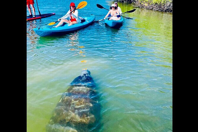 Dolphin, Manatee and Sea Turtle Kayak Adventure - Final Thoughts
