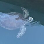 Dolphin, Manatee and SeaTurtle SUP Adventure Tour of St Augustine - The Itinerary in More Detail