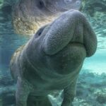 Dolphin & Manatee Kayaking Tour in Orlando Area - The Itinerary in Detail
