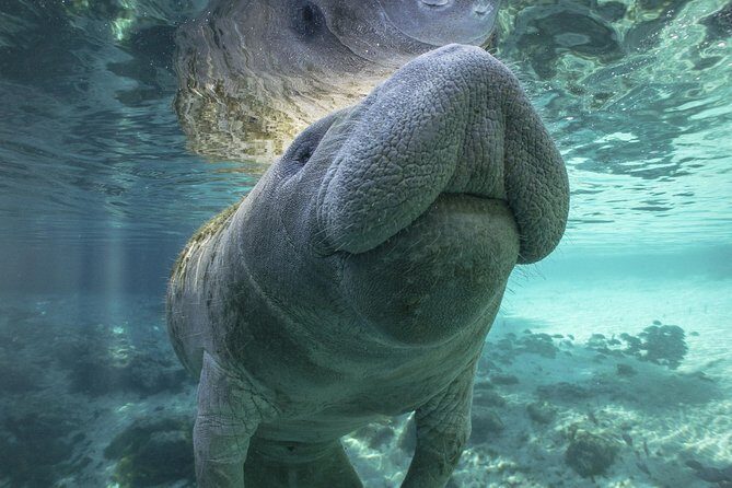 Dolphin & Manatee Kayaking Tour in Orlando Area - The Itinerary in Detail