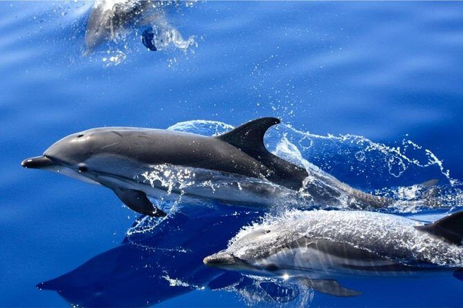 Dolphin Mini Cruise at Playa del Carmen - Final Thoughts: Is It Worth It?