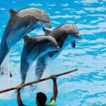 Dolphin Park Entry with Live Show and Pickup - The Venue and Its Unique Offerings