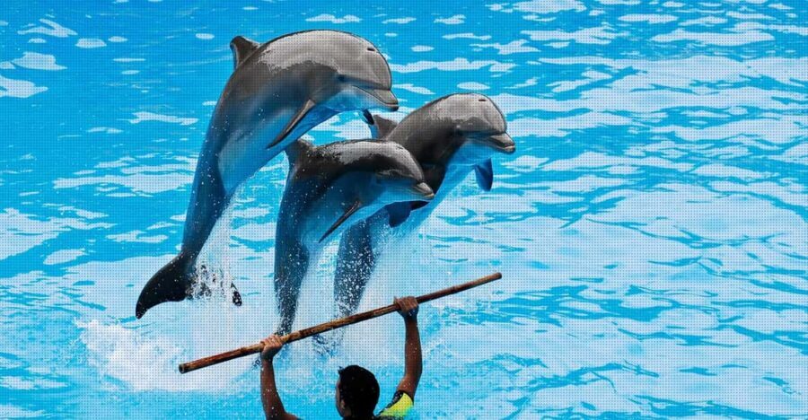 Dolphin Park Entry with Live Show and Pickup - The Venue and Its Unique Offerings
