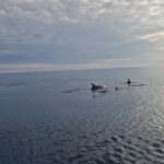 Dolphin private sunset tour Rovinj - How This Experience Fits Different Travelers