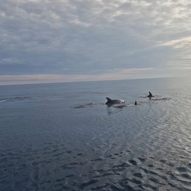 Dolphin private sunset tour Rovinj - How This Experience Fits Different Travelers