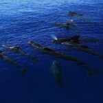 Dolphin, Sea Cave & Captain Cook Snorkel Combo in Kealakekua Bay - A Dive Into the Itinerary