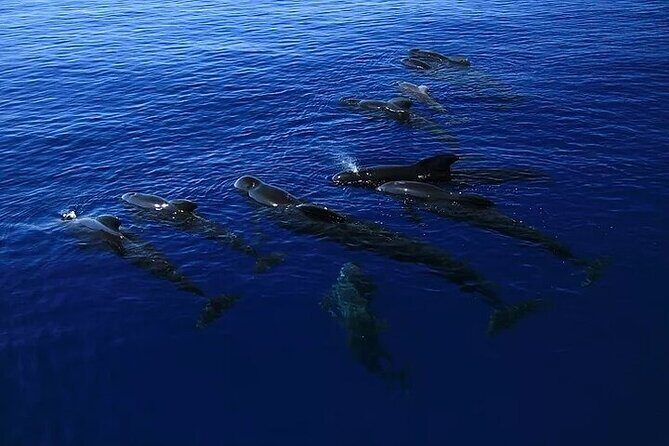 Dolphin, Sea Cave & Captain Cook Snorkel Combo in Kealakekua Bay - A Dive Into the Itinerary
