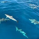 Dolphin Searching Tour in Puerto de Mogán ("KEEPER UNO" Boat) - The Itinerary: What to Expect